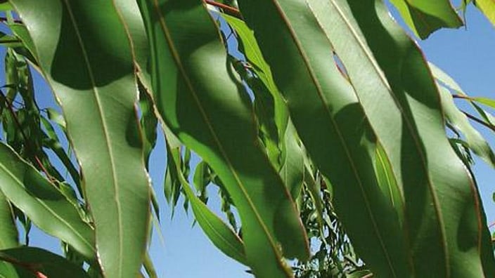 L'eucalyptus