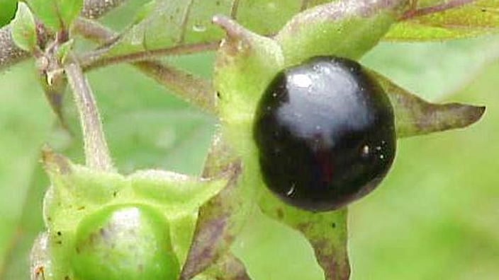 Portrait botanique de la belladonne (Atropa Bellado