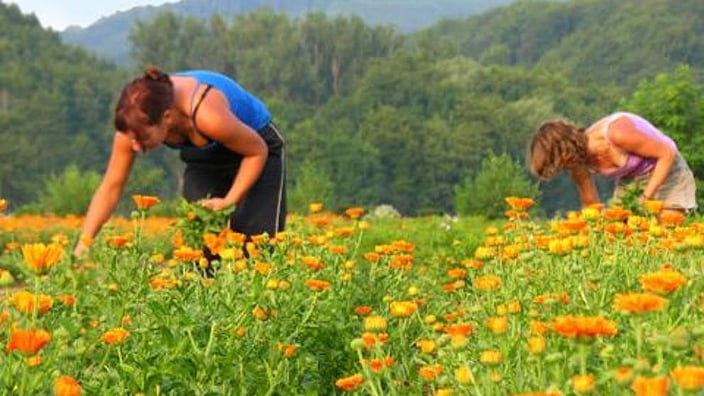Biodynamie et agriculture biodynamique