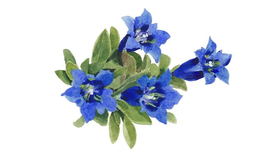 Elixir redensifiant Gentiane bleue et Edelweiss