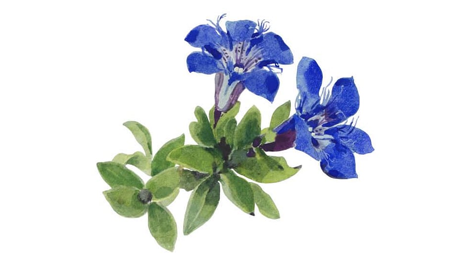 Elixir redensifiant Gentiane bleue et Edelweiss